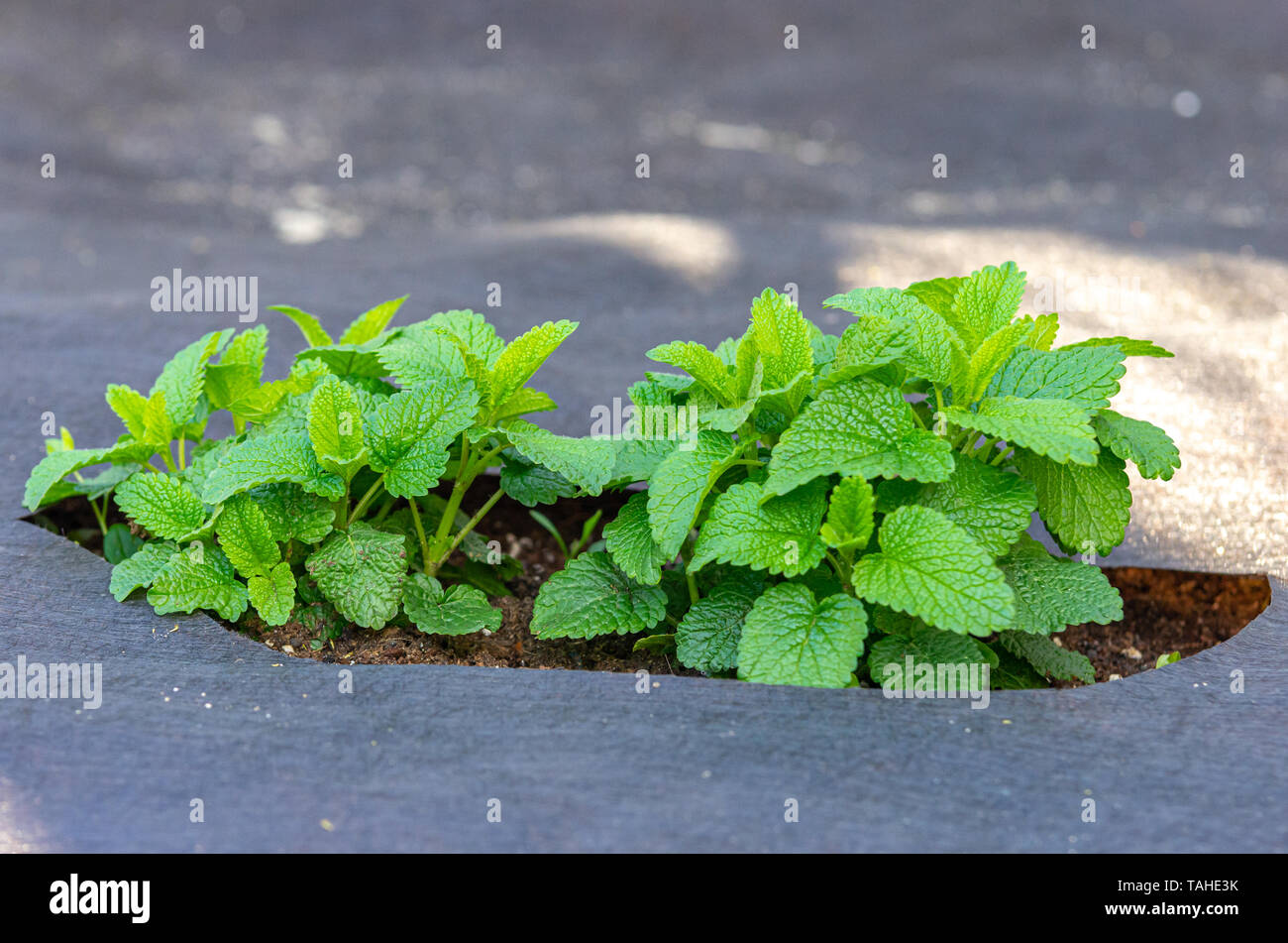 Lemon balm plant planted with an black anti-weed blanket around Stock ...