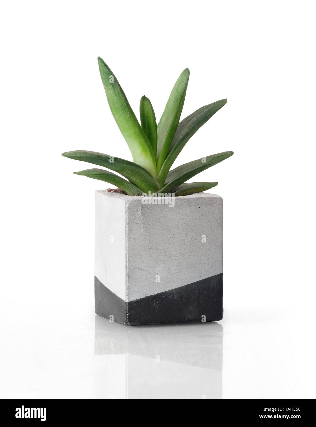 Plant in a concrete painted cubic pot Stock Photo - Alamy