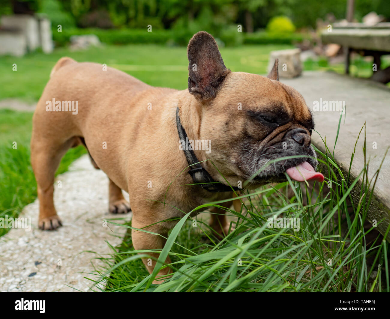 French Bulldog Eating Grass in the Garden, natural digestion health ...