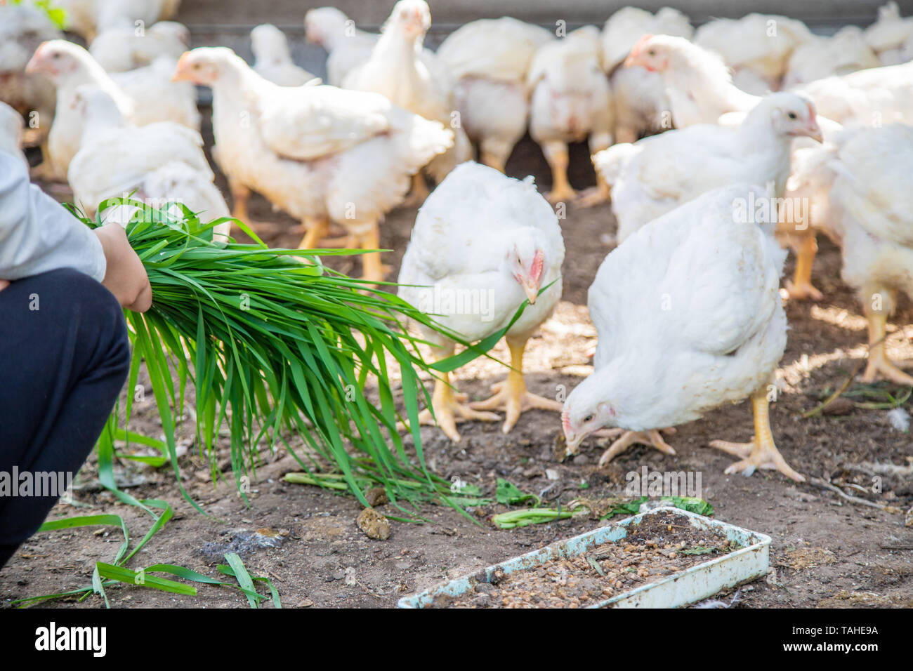 Bio chickens on a home farm a children. nature Stock Photo - Alamy
