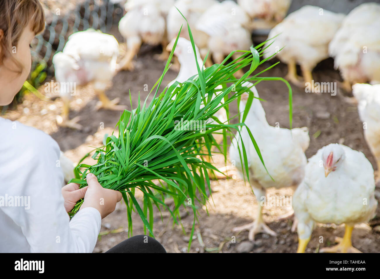 Bio chickens on a home farm a children. nature Stock Photo - Alamy
