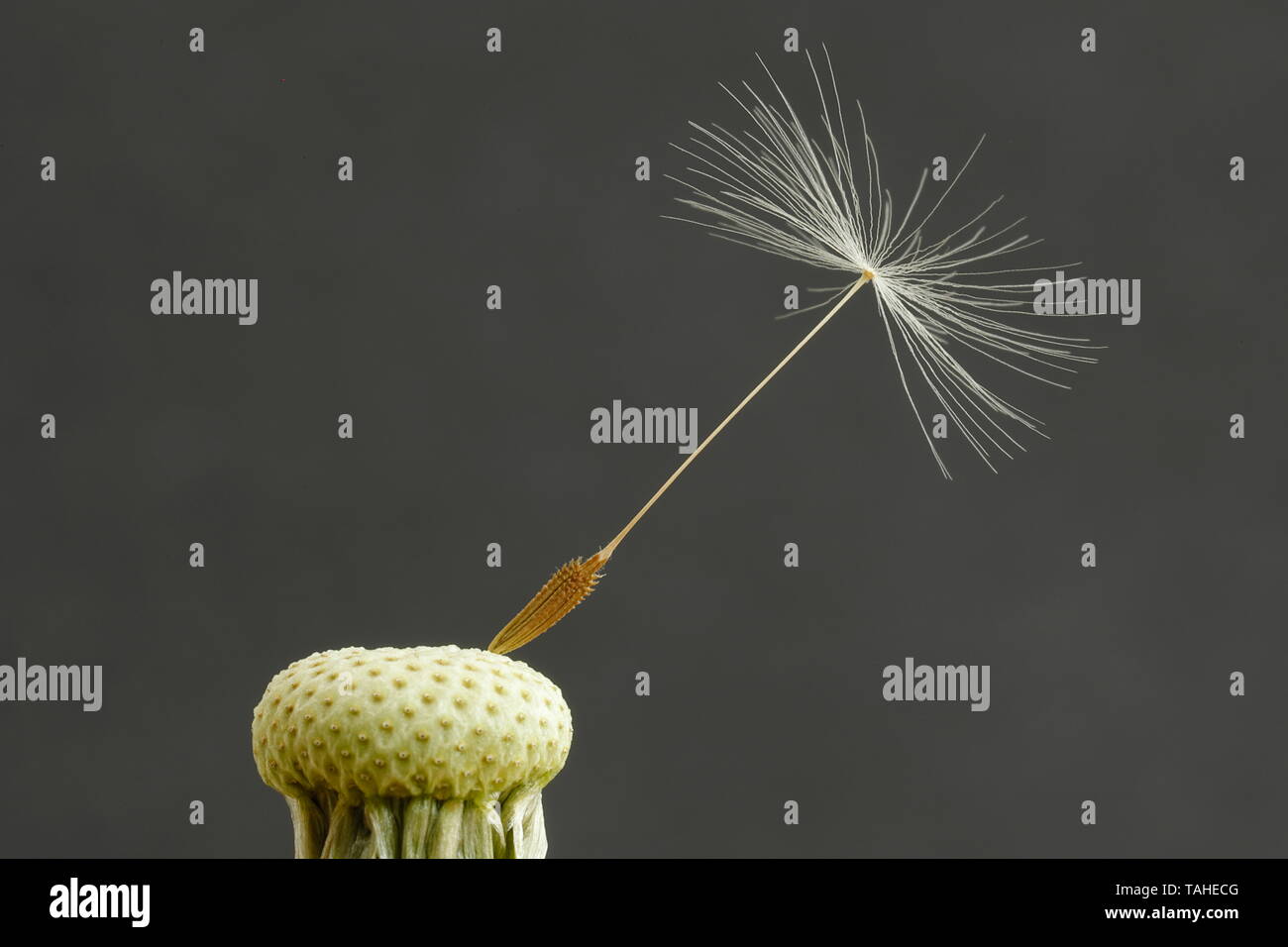 Dandelion cocktail I Stock Photo - Alamy