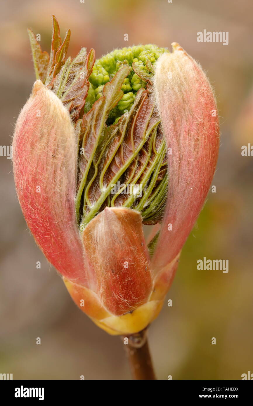 Acer campestre hi-res stock photography and images - Alamy