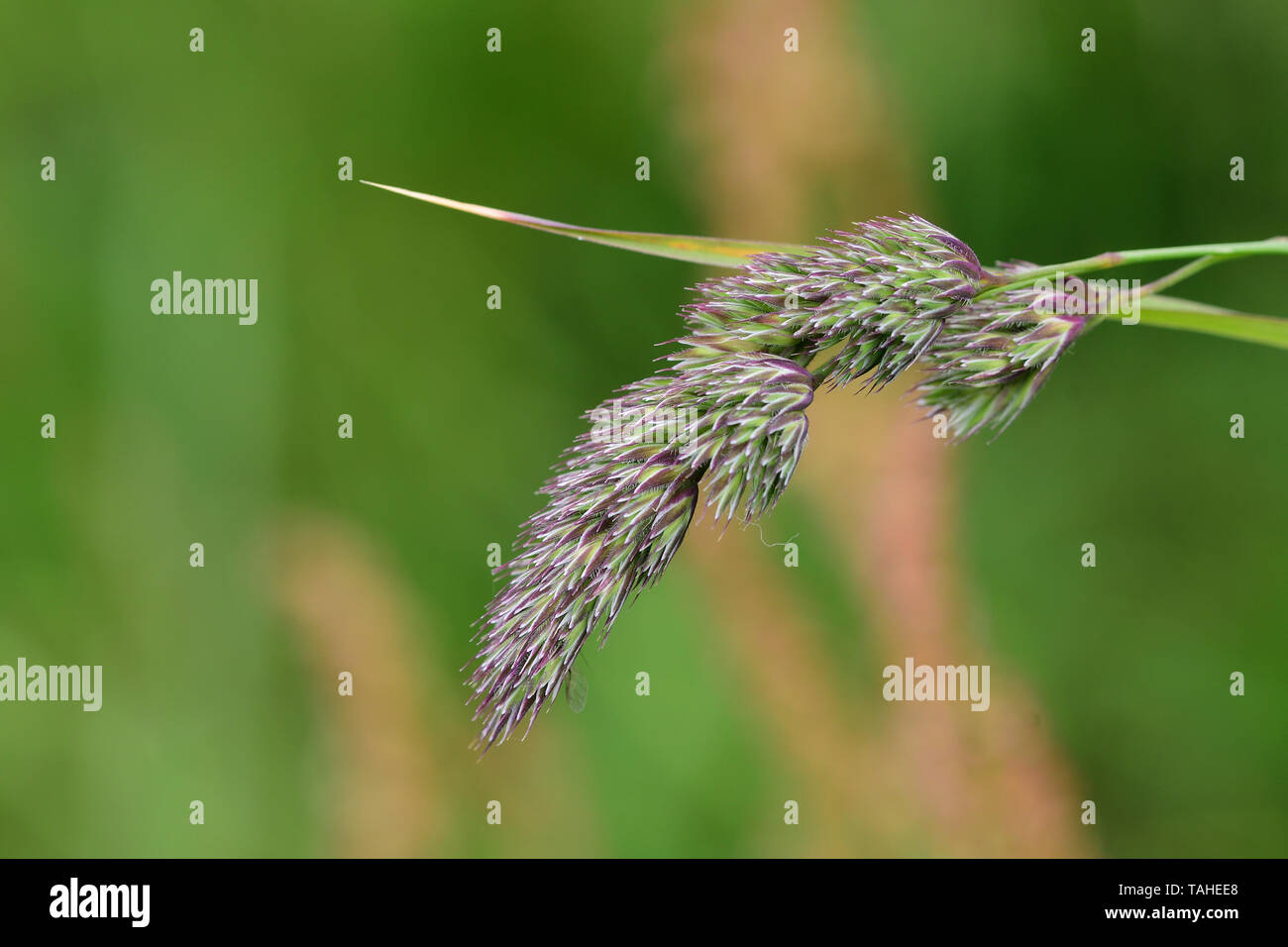 Common velvet grass hi-res stock photography and images - Alamy