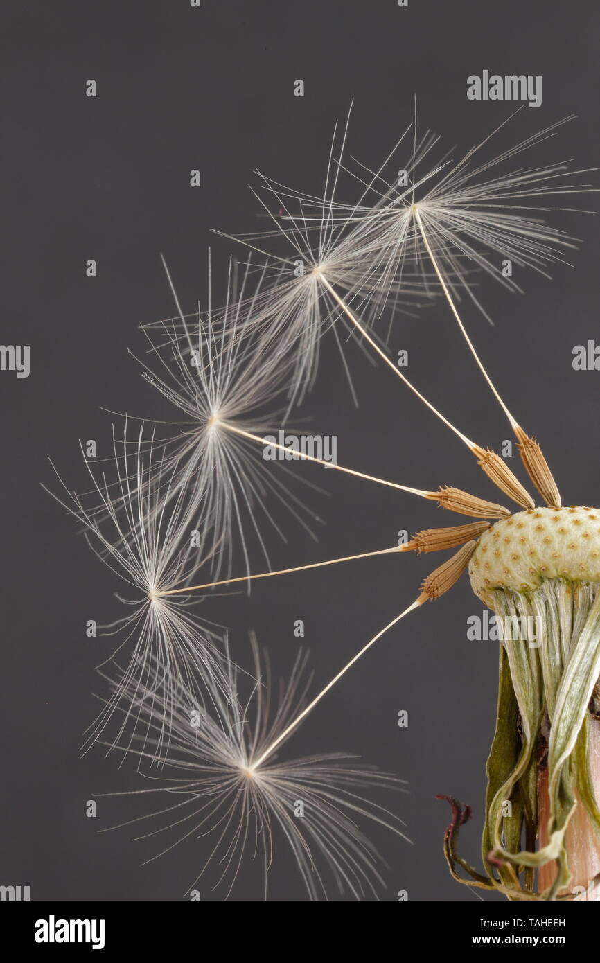 Dandelion cocktail IV 5 seeds Stock Photo - Alamy