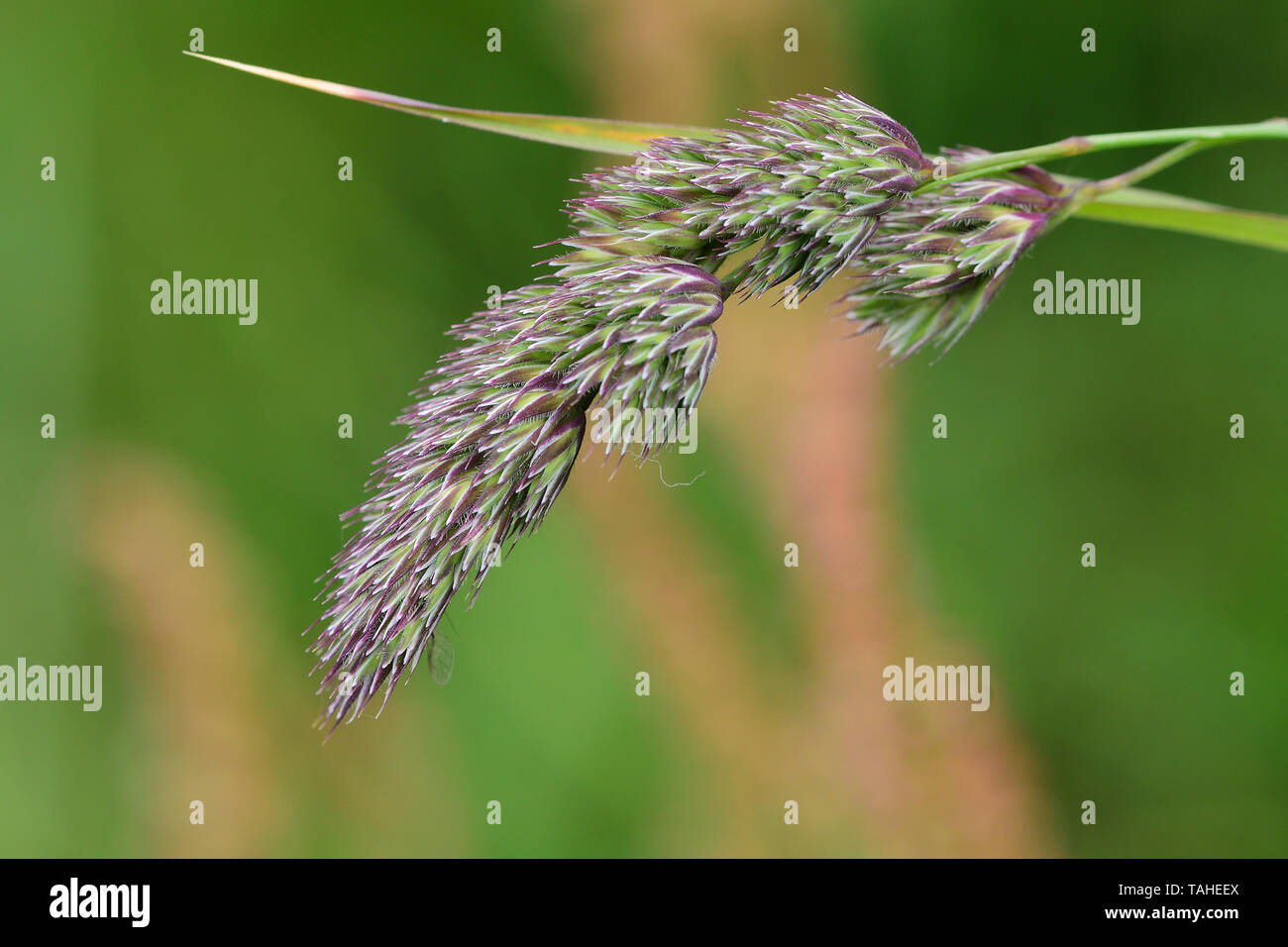 Yorkshire fog grass hi-res stock photography and images - Alamy