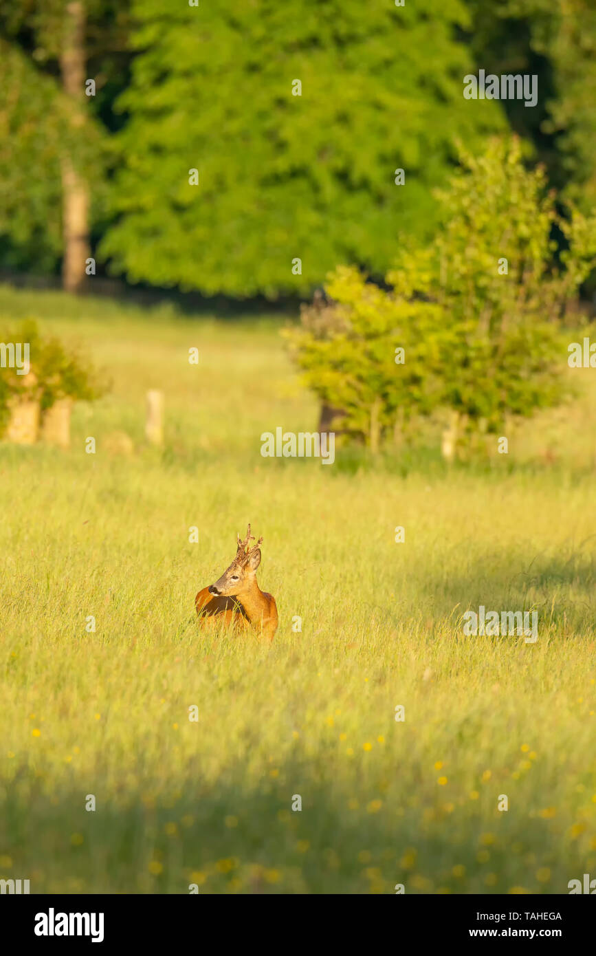 Roebuck wildlife hi-res stock photography and images - Alamy