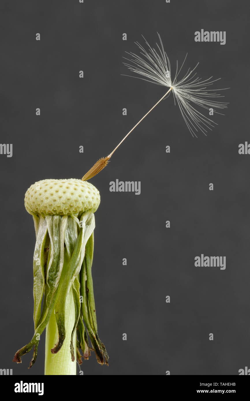 Dandelion cocktail II one seed on long stalk Stock Photo - Alamy