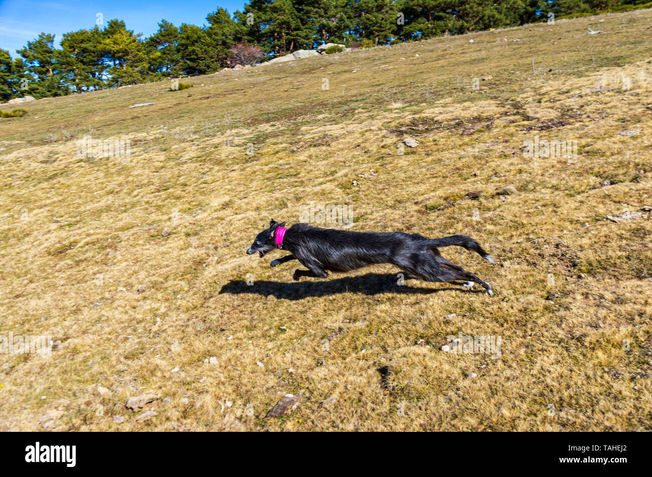 Greyhound running black pet hi-res stock photography and images - Alamy