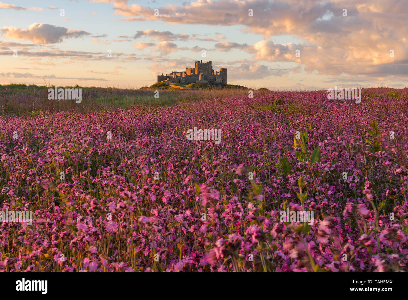 Uk coastal castle hi-res stock photography and images - Alamy