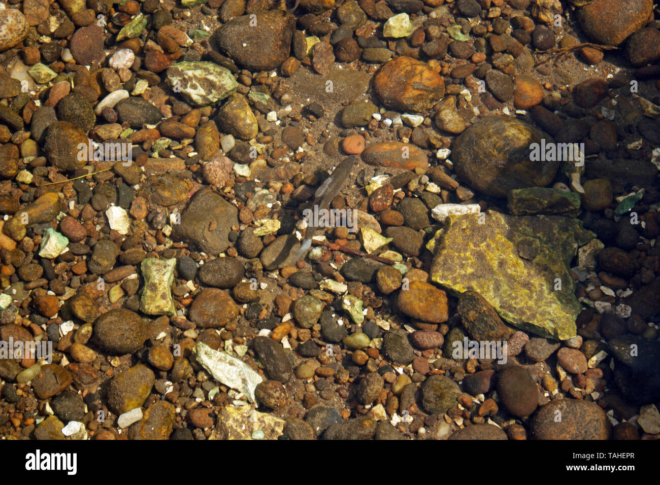 Close-up of pebbles in a clear river with a small fish swimming Stock ...