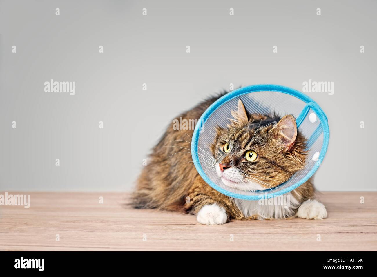 Sick maine coon cat with a pet cone looking anxiously sideways Stock ...