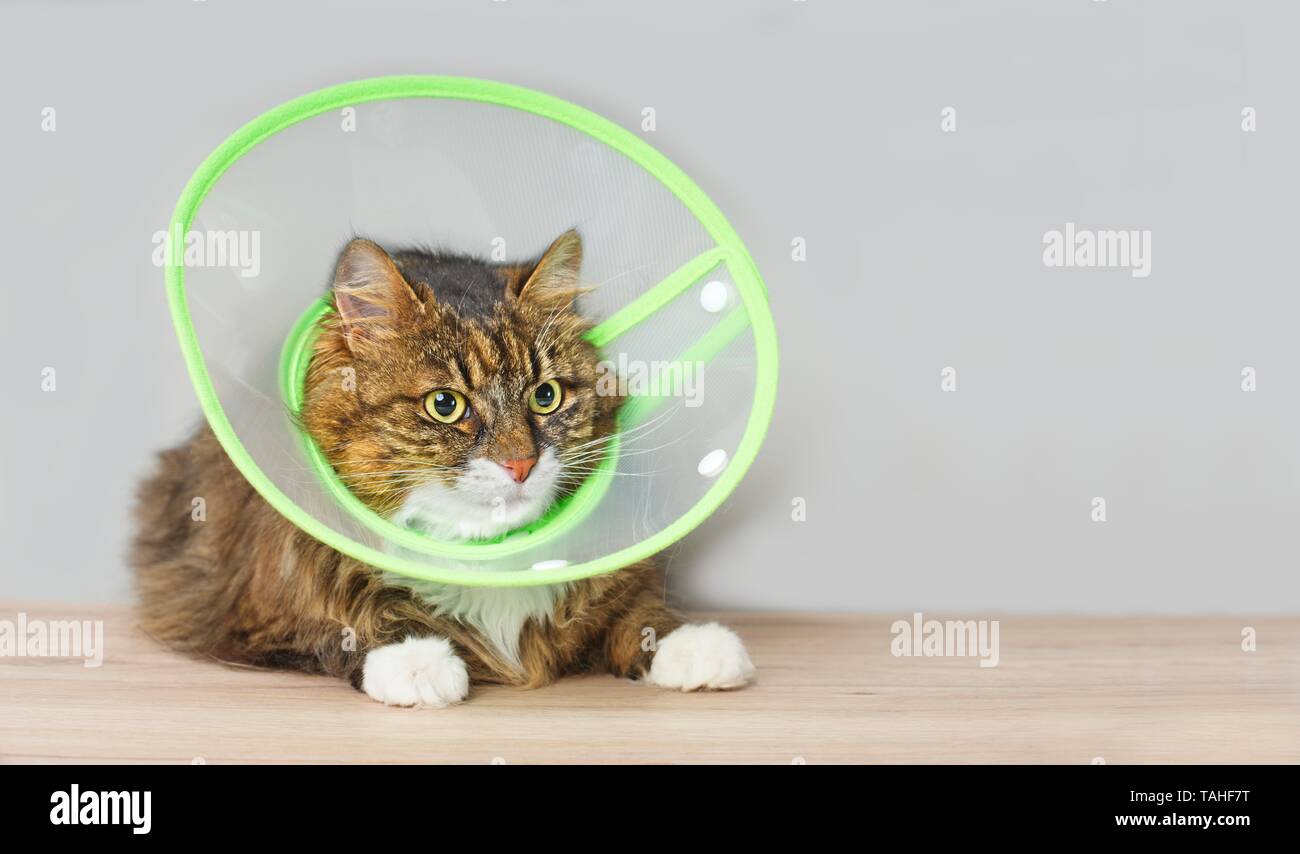 Maine coon cat with a pet cone looking anxiously sideways. Horizontal ...