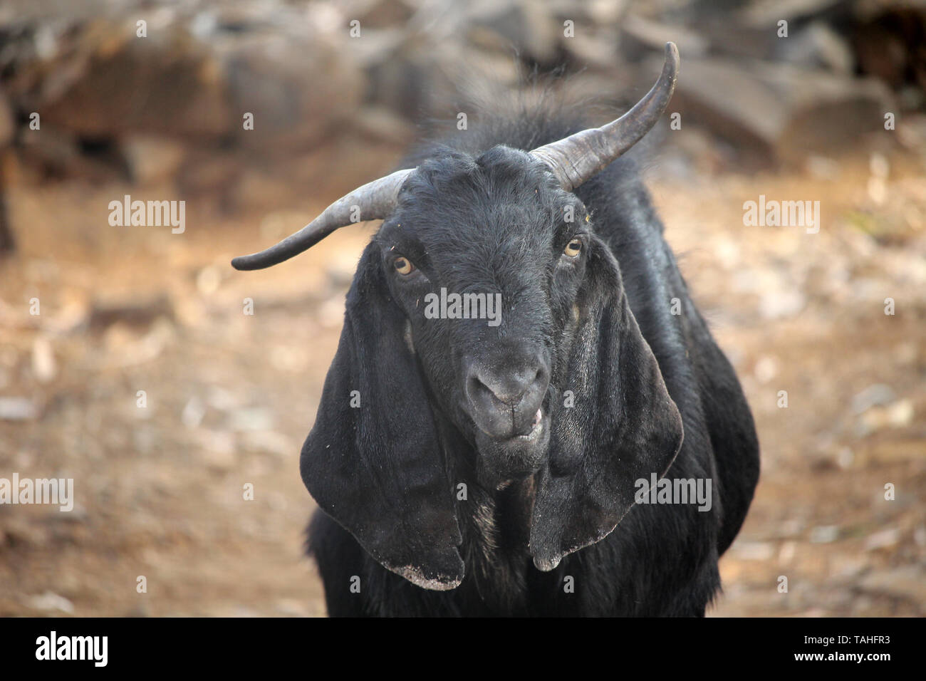 A portrait of a fully grown black RAM with titled horns looking at the ...