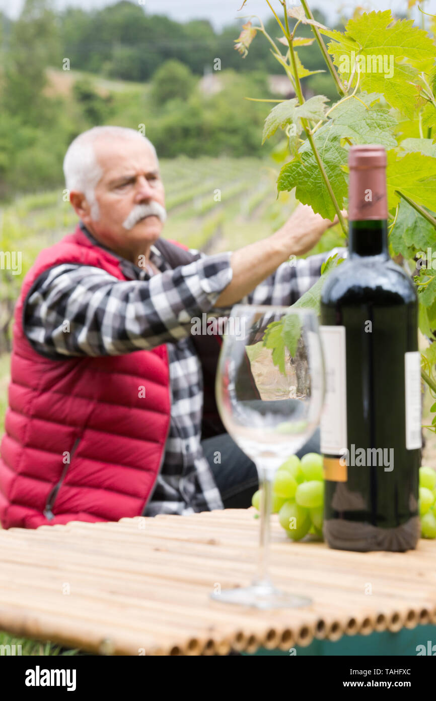 Man working at a vineyard hi-res stock photography and images - Alamy