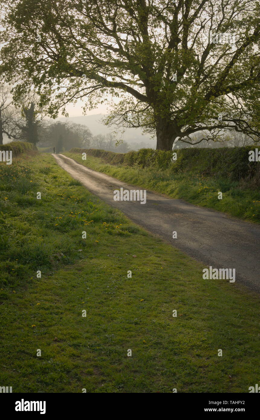 Sunset on a country road in Hexham UK Stock Photo - Alamy