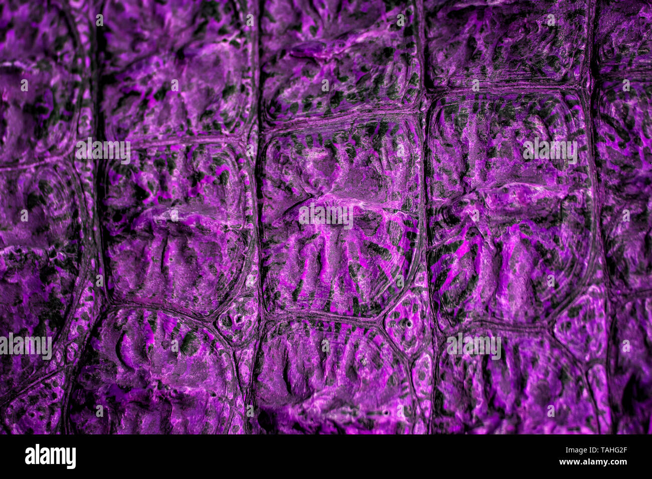 Closed up of crocodile's skin inviolet colour. It is a shell from above ...