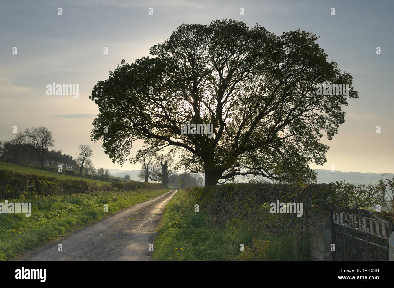 Oaktree uk hi-res stock photography and images - Alamy