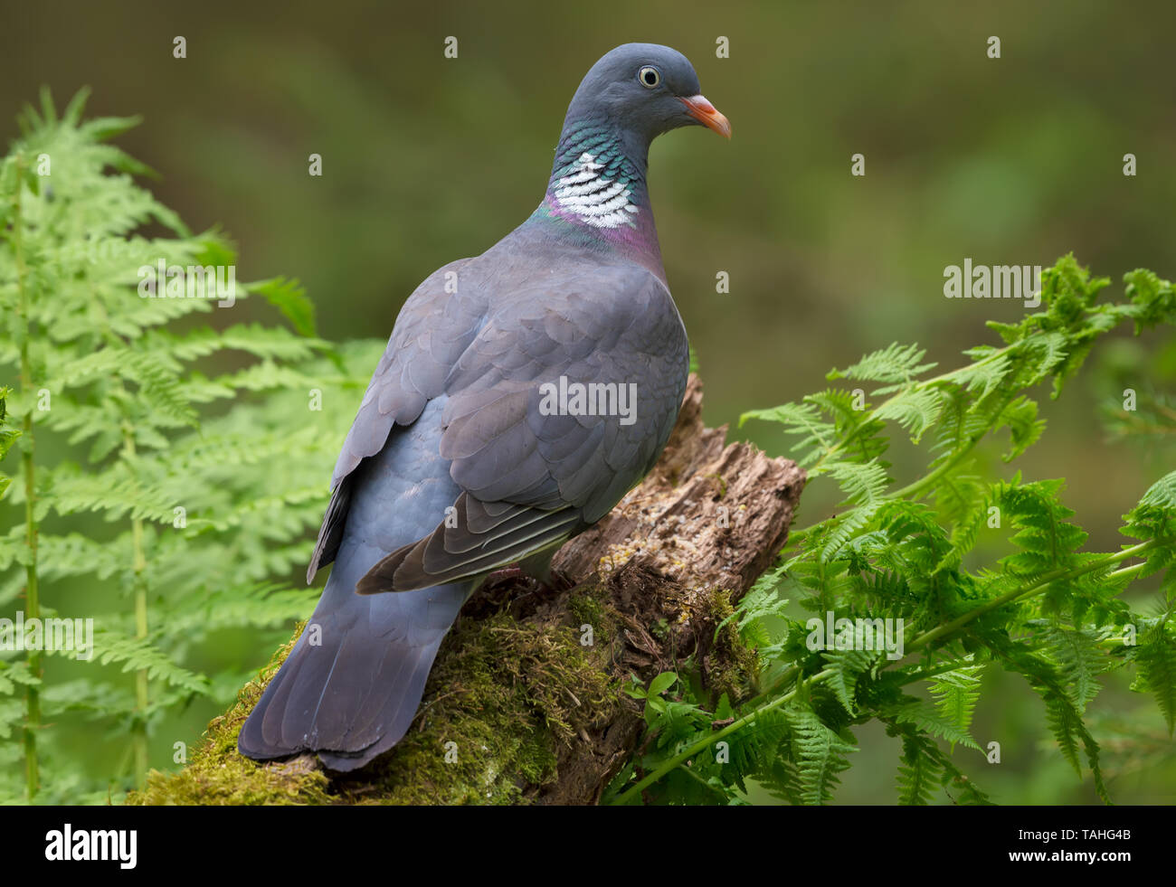 Bird turn head hi-res stock photography and images - Alamy
