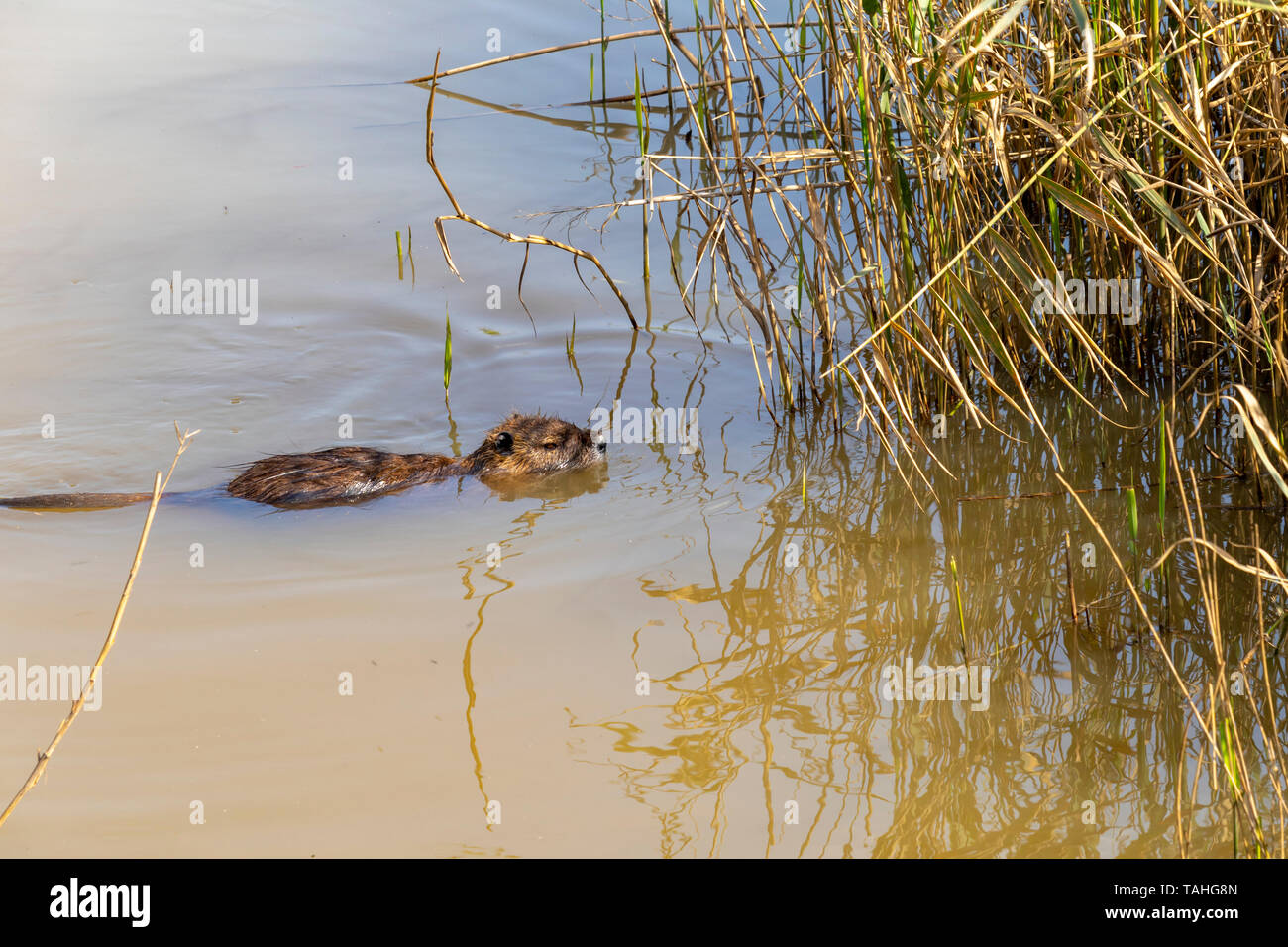 Big nutria hi-res stock photography and images - Alamy
