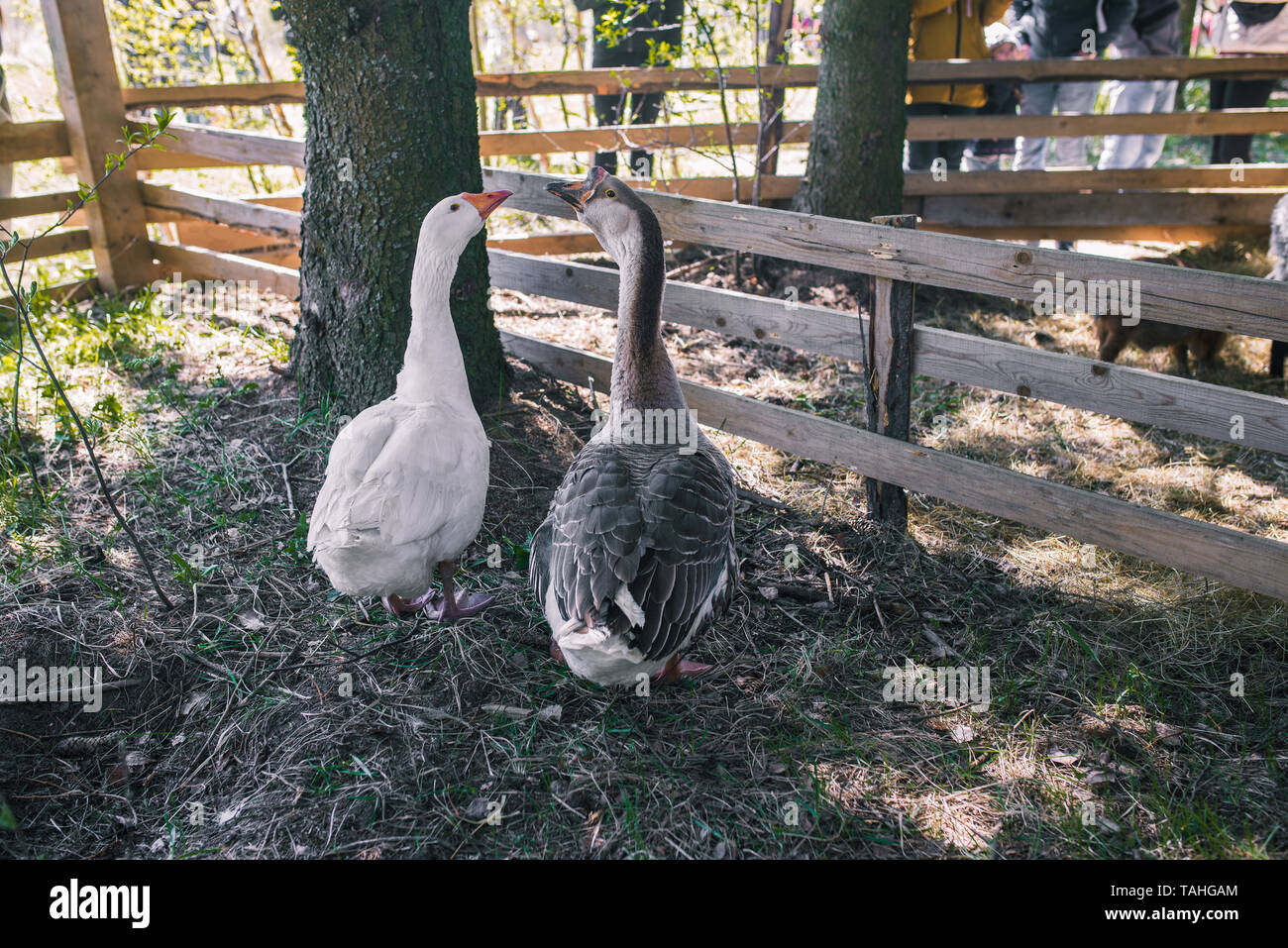 Two geese on the farm. Agriculture. Industrial farm with breeding geese ...