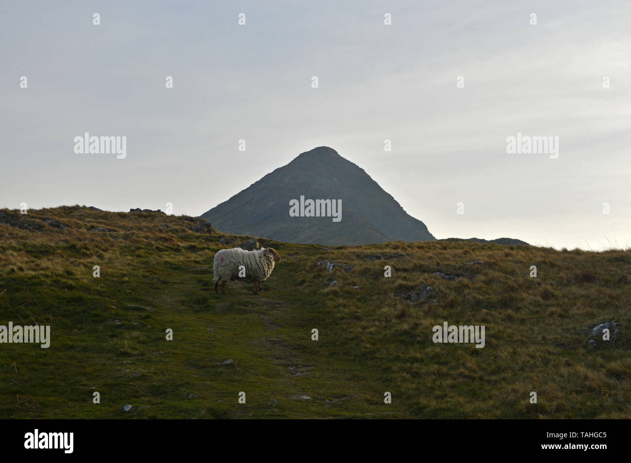 Lone sheep on path to summit of Cnicht mountian Snowdonia Stock Photo ...