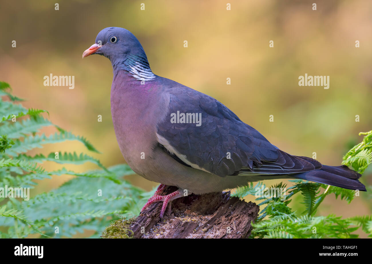 Close shot Common wood pigeon gracefully stand on a stump in sweet ...