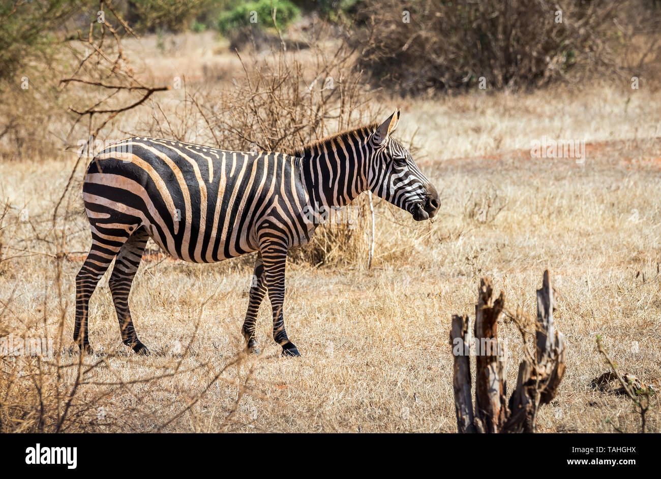 Savanna scenery hi-res stock photography and images - Alamy