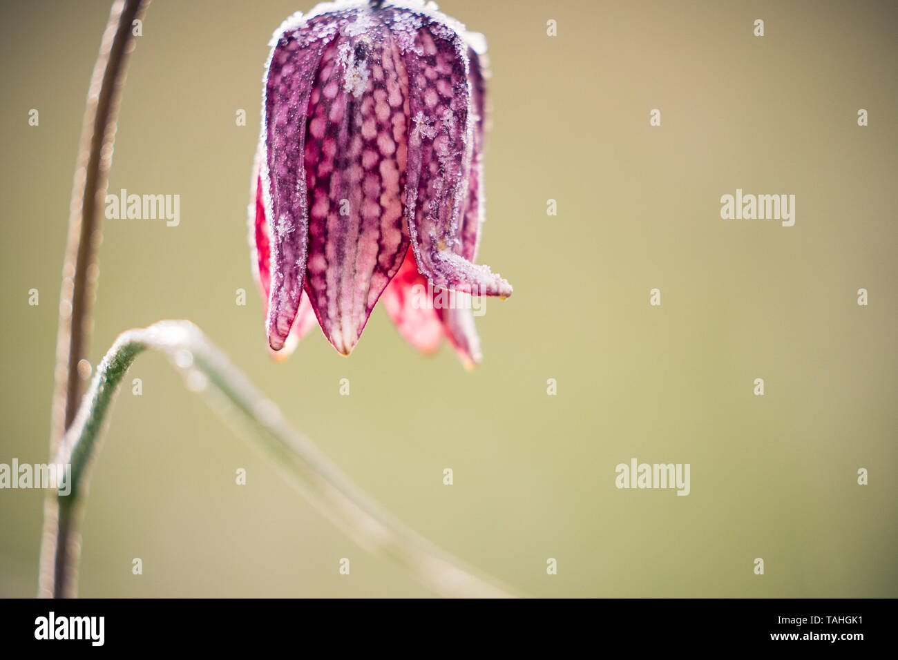 The fritillary is a plant from the lily family. The flower has purple ...