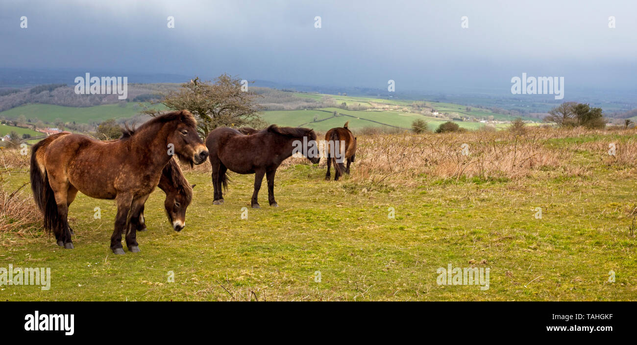 Quantock horse hi-res stock photography and images - Alamy