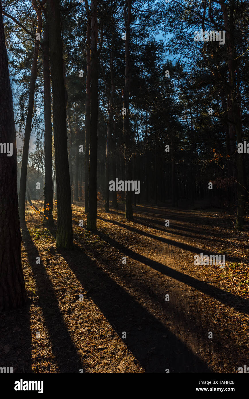 Long shadows in evergreen woods hi-res stock photography and images - Alamy