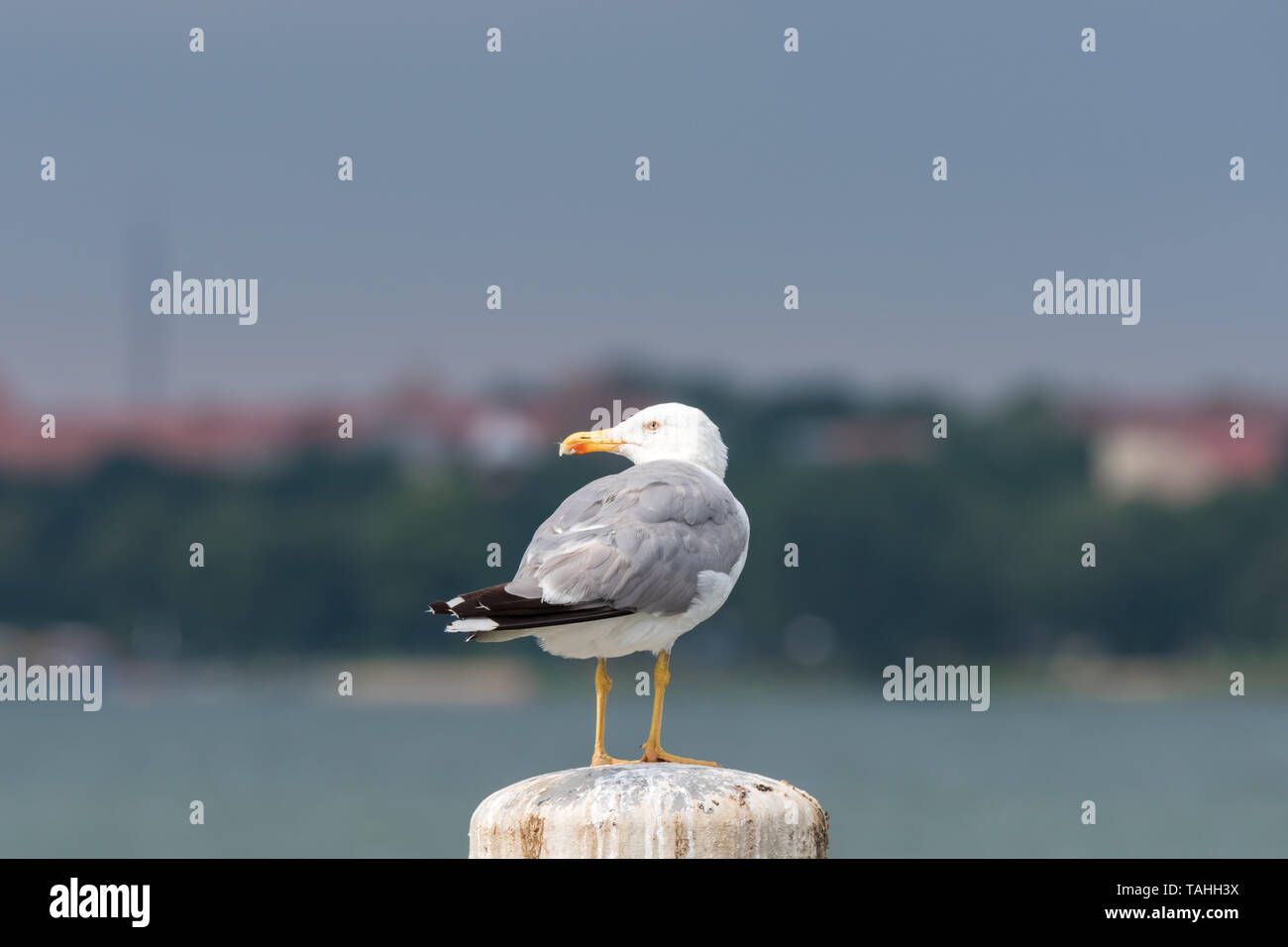 Seagull on pier standing background hi-res stock photography and images ...