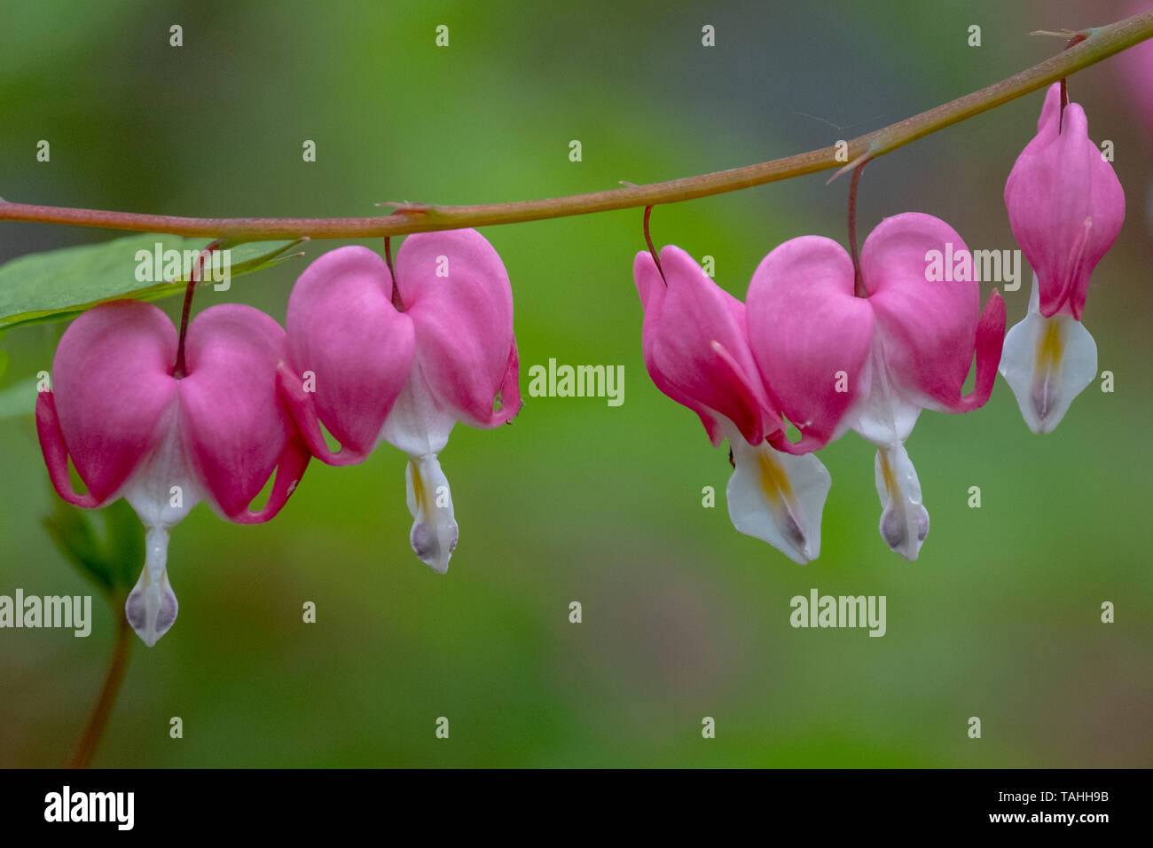 Bleeding hearts, perfect little pink and white flowers in the shape of ...
