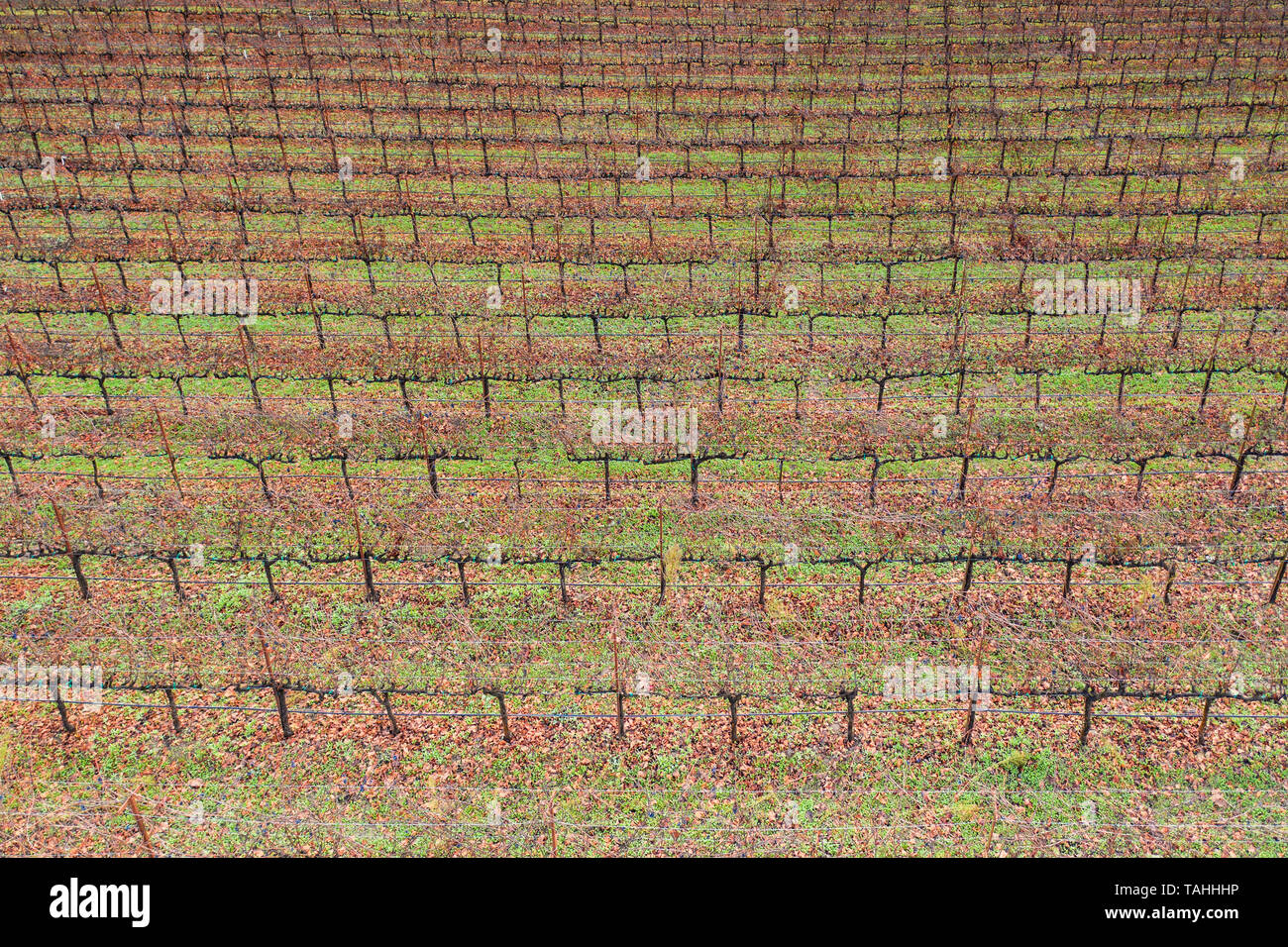 Growing rows grape plants aerial hi-res stock photography and images ...