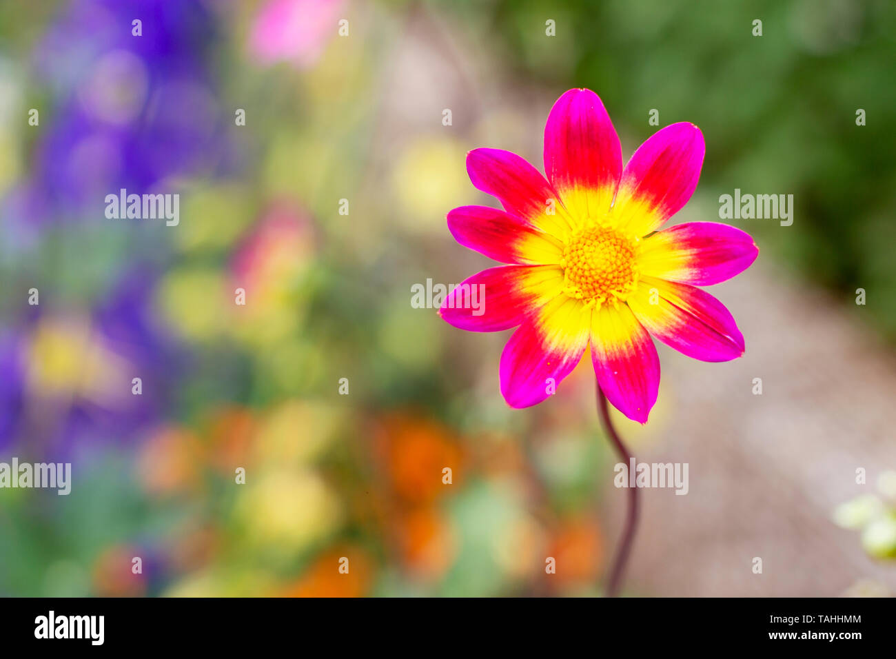 Chelsea flower show hi-res stock photography and images - Alamy