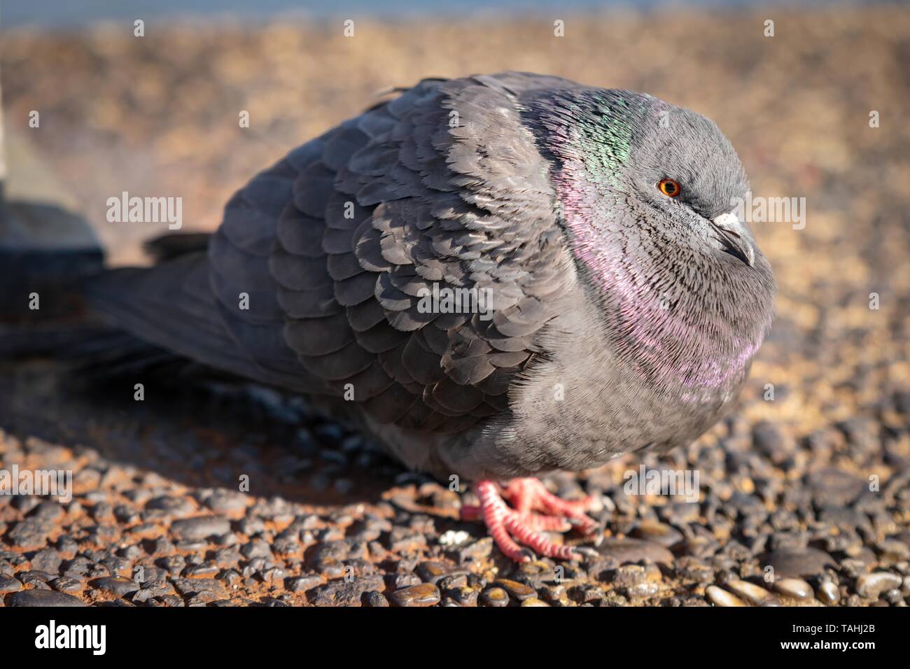 Feathered feet pigeon hi-res stock photography and images - Alamy