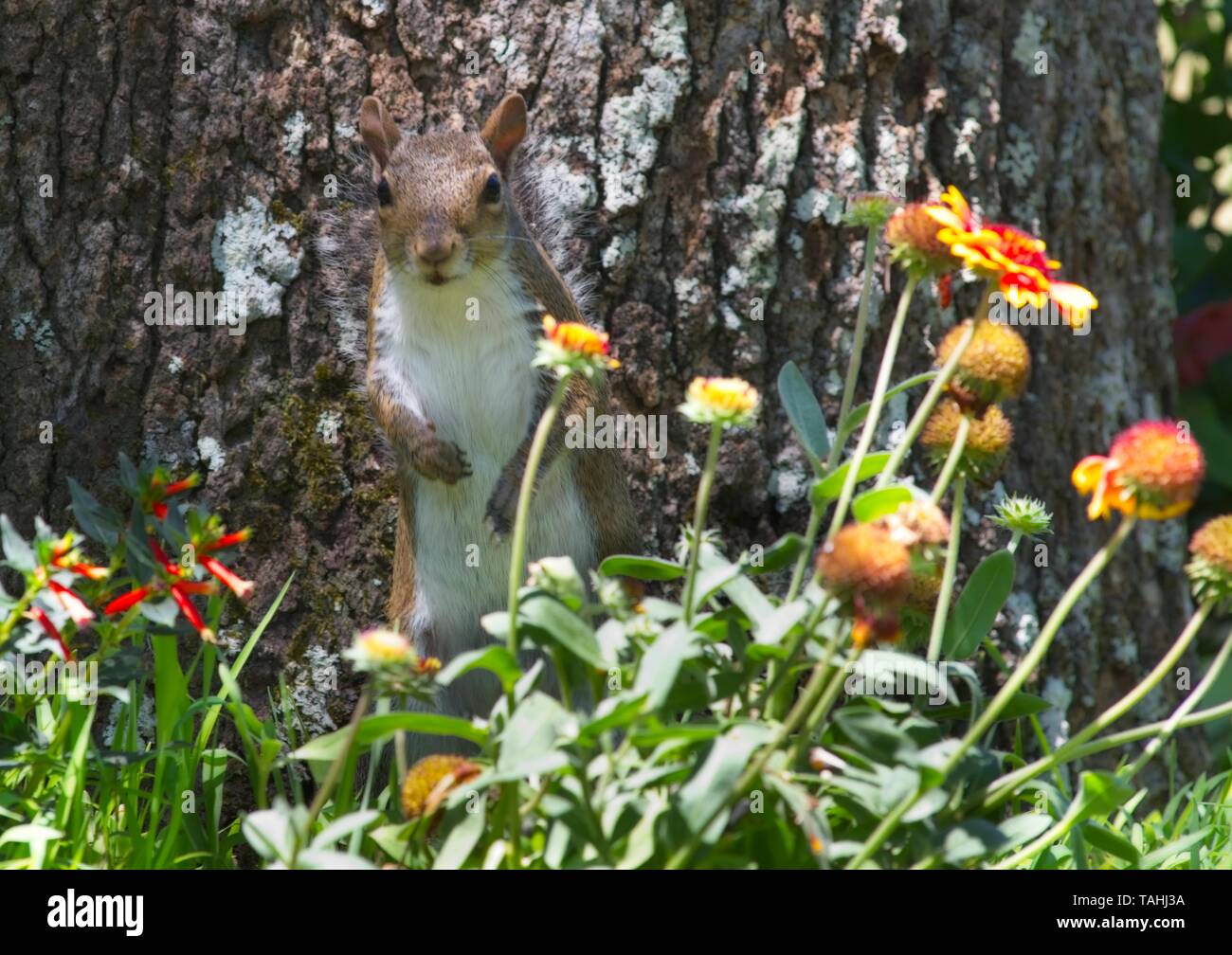 Cute squirrel in flower bed Stock Photo - Alamy