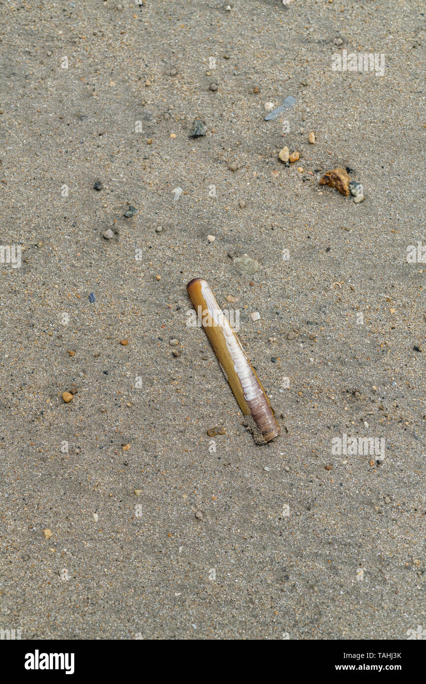 Razorshell shell hi-res stock photography and images - Alamy