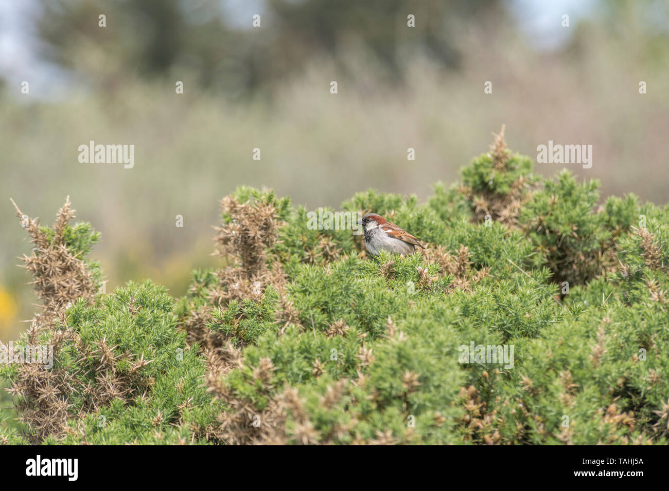 Male House Sparrow / Passer domesticus perched on a Gorse / Furze bush ...