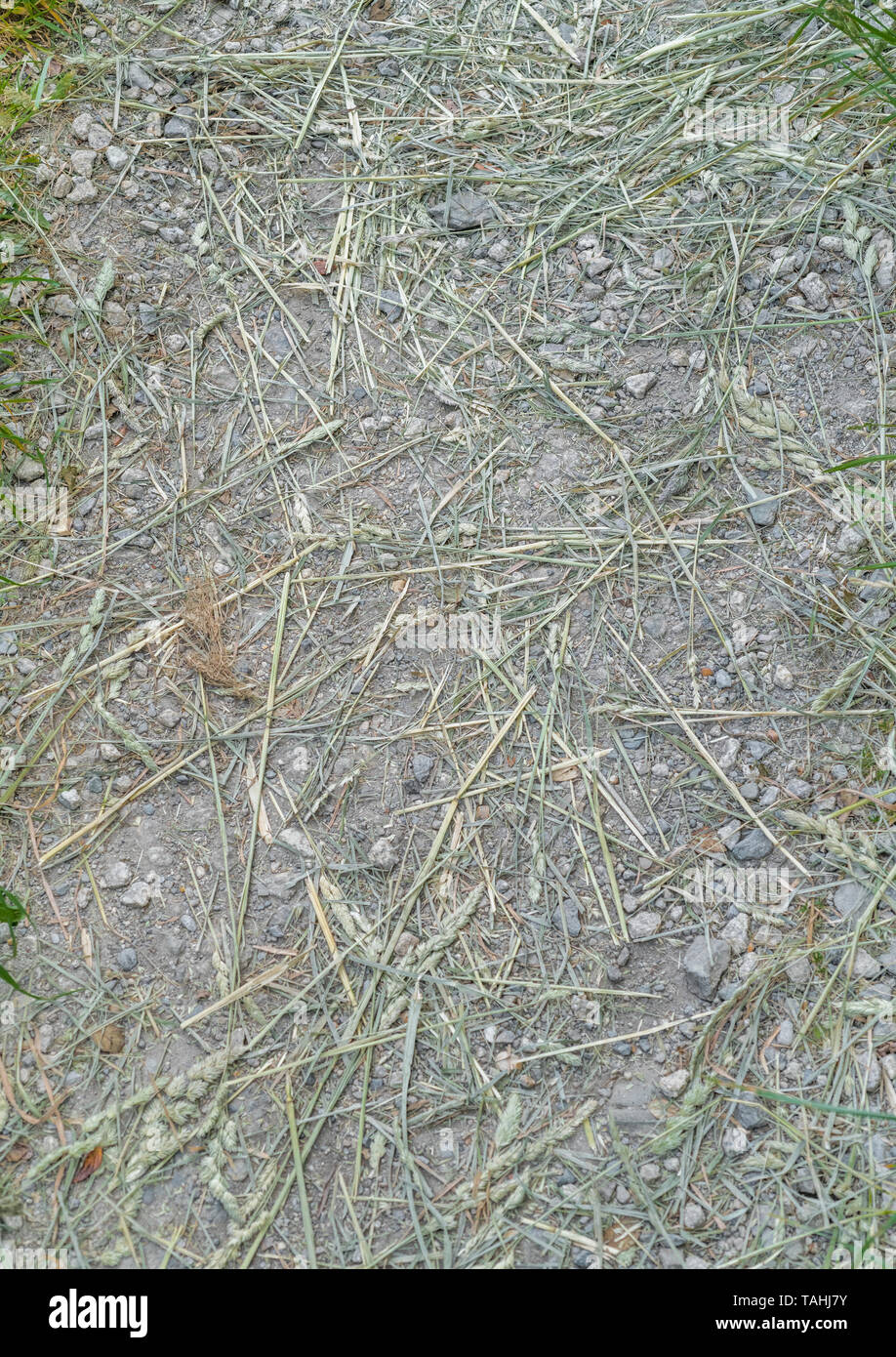 Strimmed grass hi-res stock photography and images - Alamy