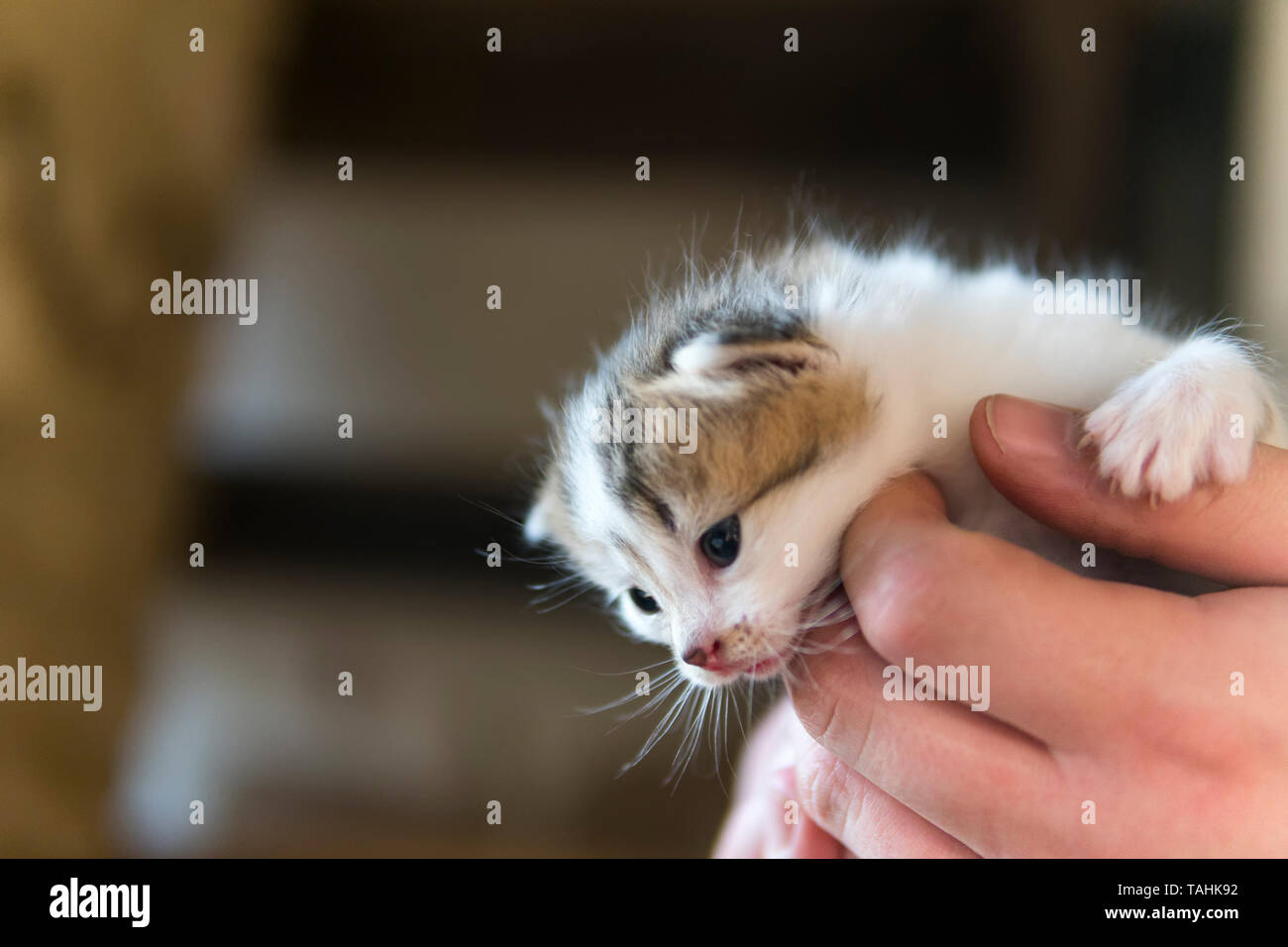 Very small feline hi-res stock photography and images - Alamy
