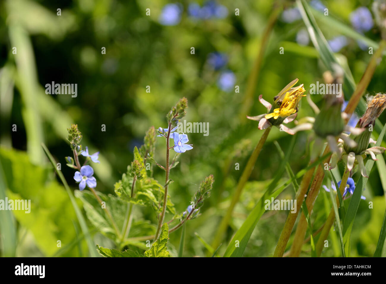 Small blue flowers of germander speedwell (Veronica Chamaedrys) in the ...