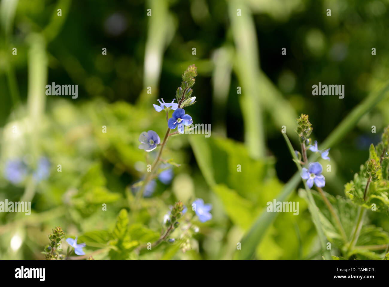 Small blue flowers of germander speedwell (Veronica Chamaedrys) in the ...
