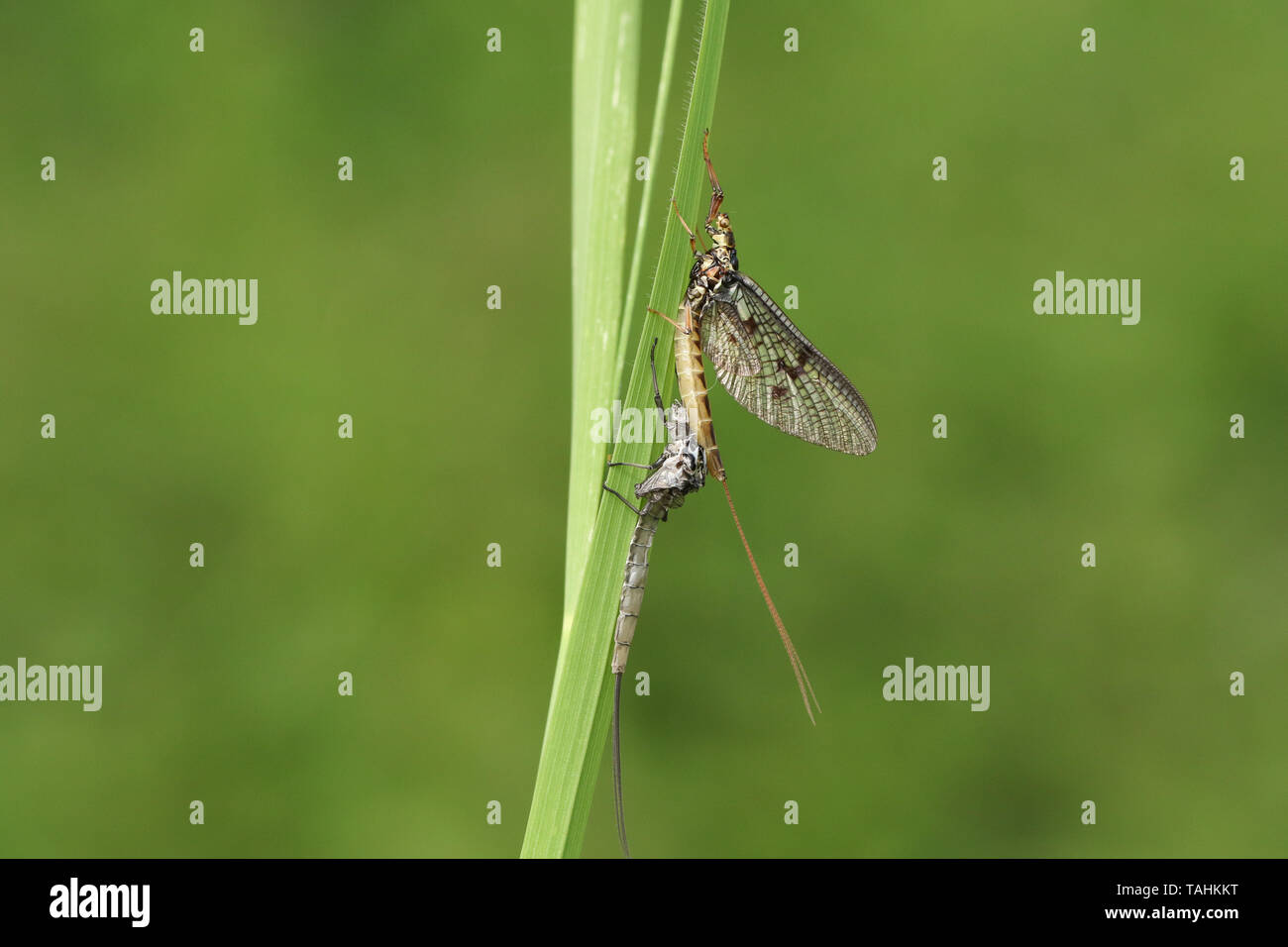 Ephemera Vulgata Stock Photos & Ephemera Vulgata Stock Images - Alamy
