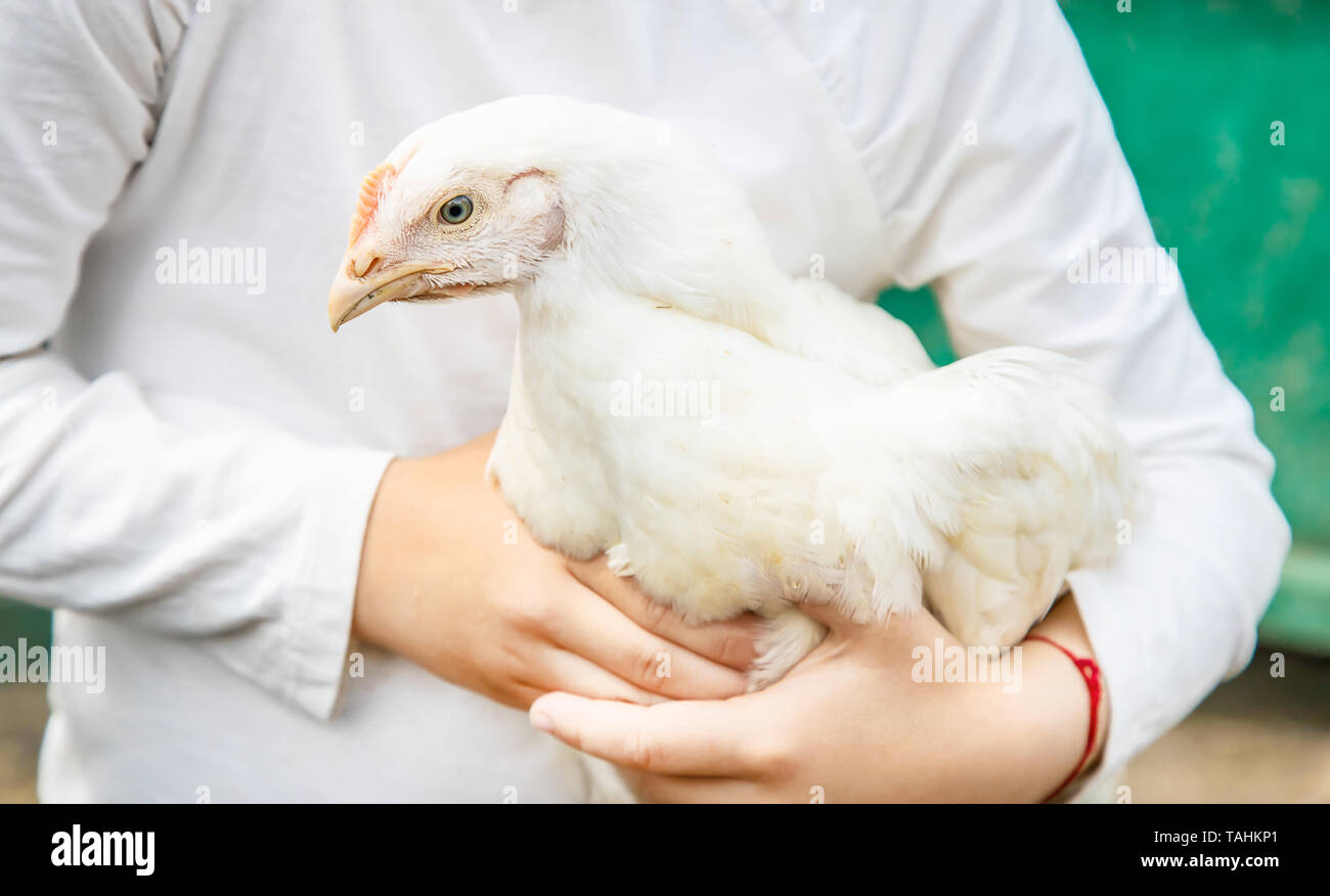 Bio chickens on a home farm a children. nature Stock Photo - Alamy