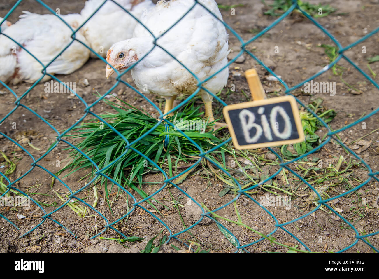 Bio chickens on a home farm. Selective focus. nature Stock Photo - Alamy
