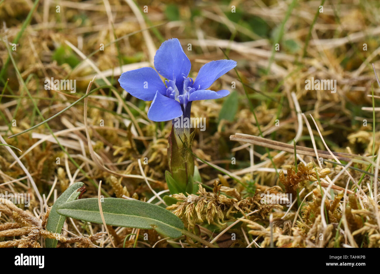 A beautiful flowering Spring Gentian, Gentiana verna, growing in ...