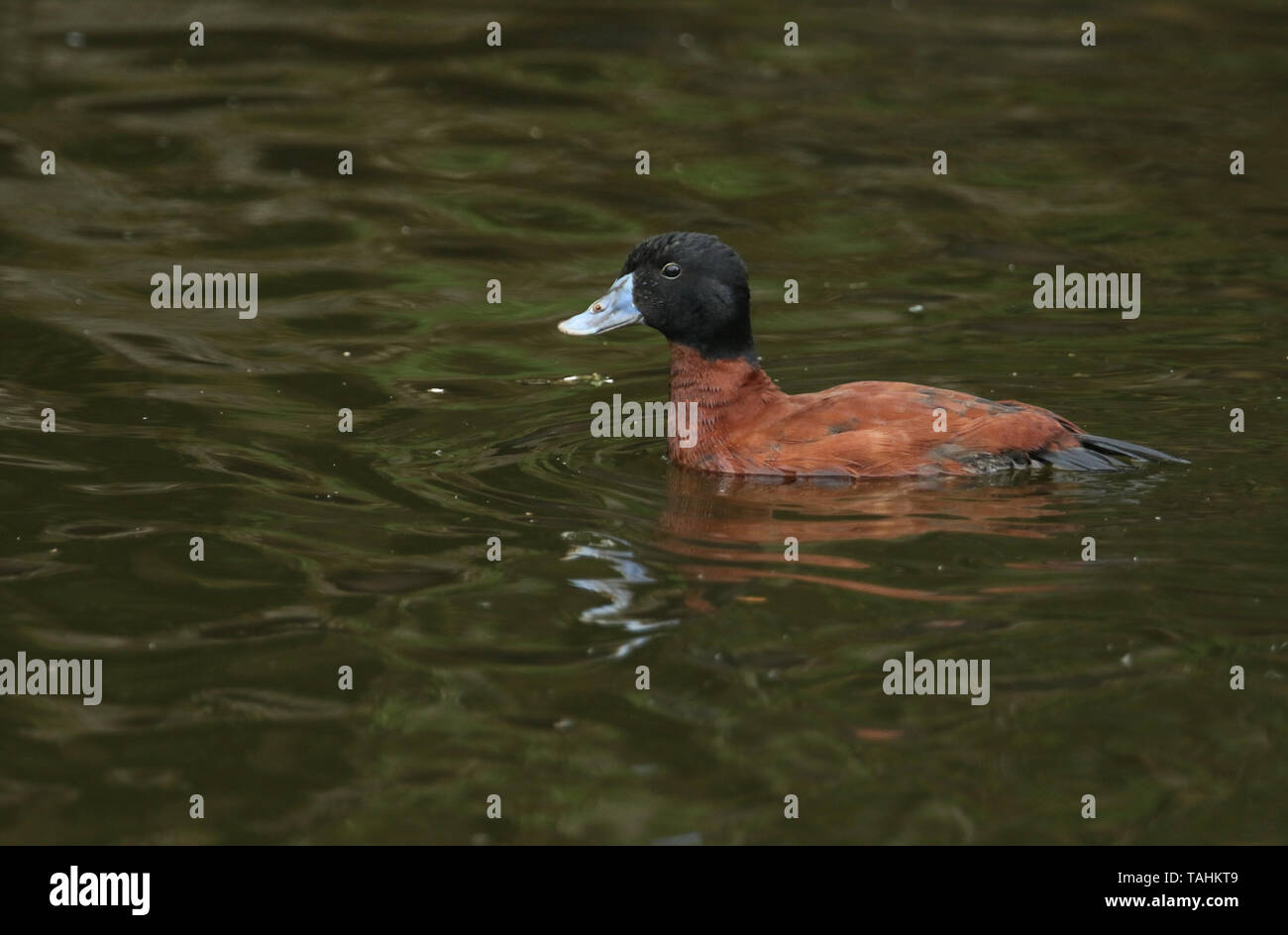 Argentinian blue bill hi-res stock photography and images - Alamy