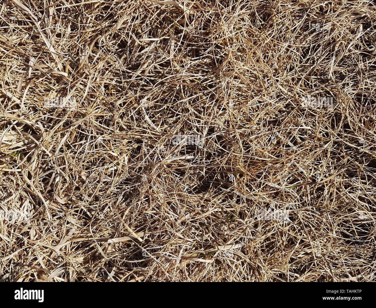 Dry grass texture Stock Photo - Alamy