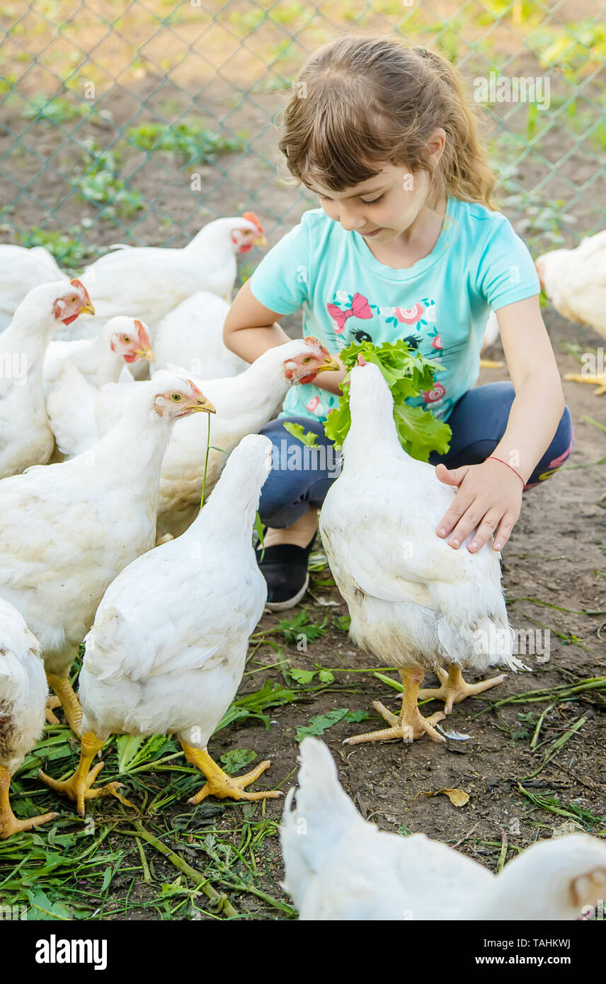 Bio chickens on a home farm a children. nature Stock Photo - Alamy